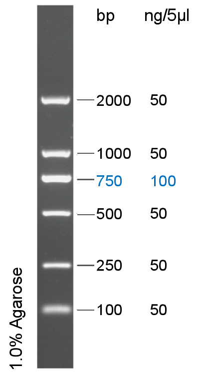 D2000 DNA Marker(100～2000bp) – 美仑生物