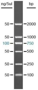 D2000 DNA Marker(100～2000bp) – 美仑生物