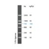D2000 DNA Marker(100～2000bp) – 美仑生物