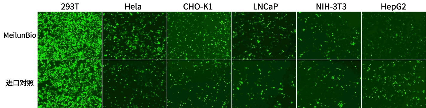 Meilunbio®脂质体基因转染试剂(可取代Lipo2000) – 美仑生物