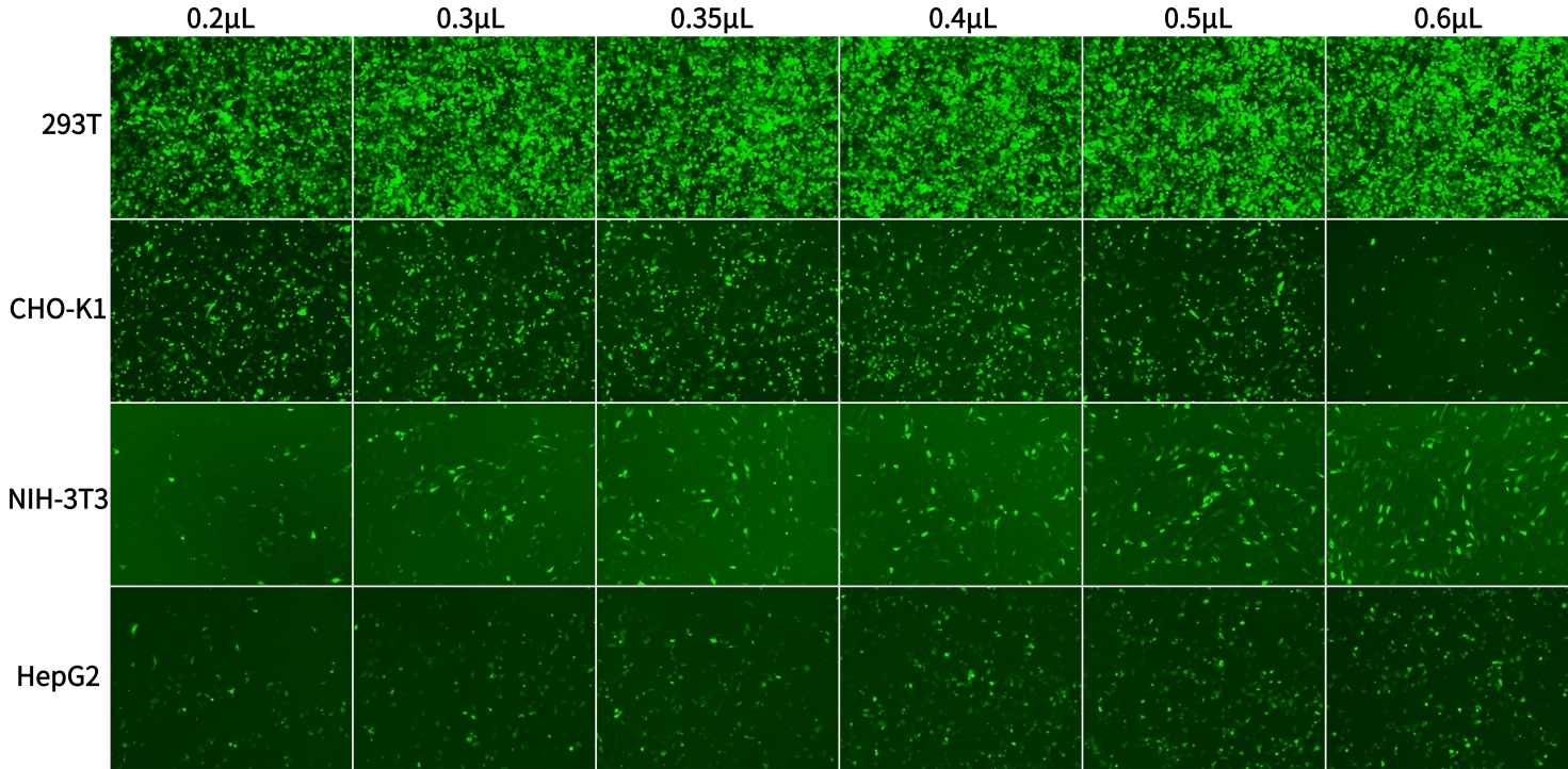Meilunbio®脂质体基因转染试剂(可取代Lipo2000) – 美仑生物