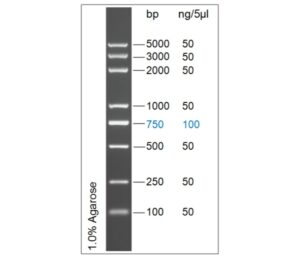 D5000 DNA Ladder Marker(100～5000bp) – 美仑生物