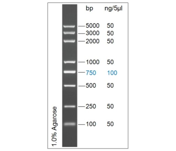 D5000 DNA Ladder Marker(100～5000bp) – 美仑生物
