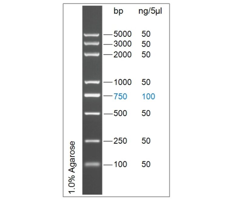 D5000 DNA Ladder Marker(100～5000bp) – 美仑生物