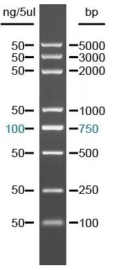 D5000 DNA Ladder Marker(100～5000bp) – 美仑生物