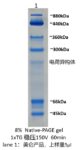 非变性蛋白marker 45~880kD – 美仑生物