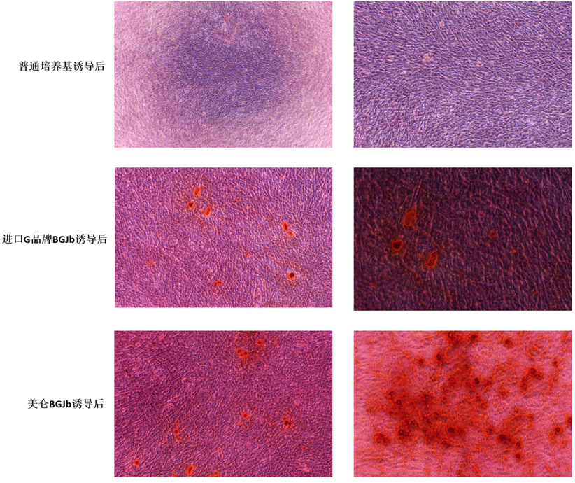 BGJb培养基 – 美仑生物