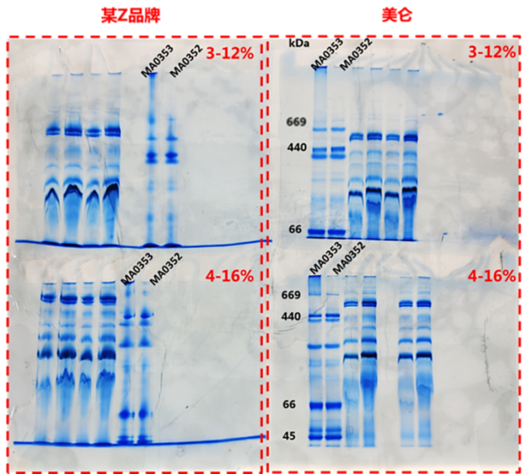 Blue/Clear非变性凝胶电泳试剂盒（4-16%预制胶） – 美仑生物