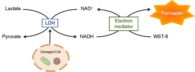 乳酸脱氢酶(LDH)细胞毒性检测试剂盒 – 美仑生物