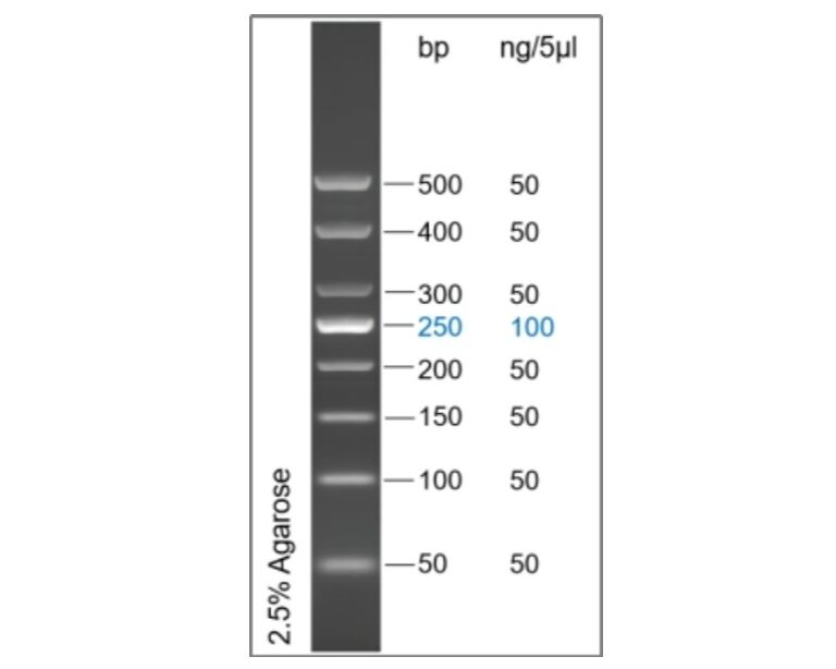 50bp DNA Ladder Marker(50～500bp) – 美仑生物