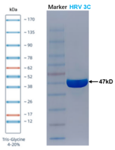 重组蛋白酶HRV 3C Protease（GST标签） – 美仑生物