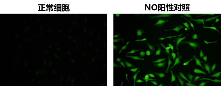 一氧化氮检测试剂盒(DAF-FM DA) – 美仑生物