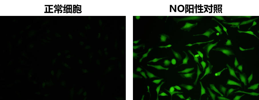 一氧化氮检测试剂盒(DAF-FM DA) – 美仑生物