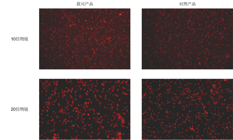 7-AAD活性染色溶液 – 美仑生物