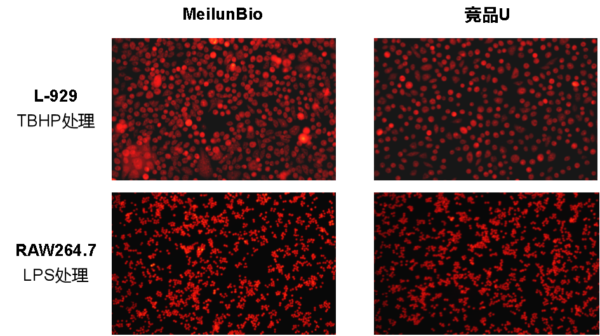 活性氧ROS检测溶液（DHE红色荧光探针） – 美仑生物