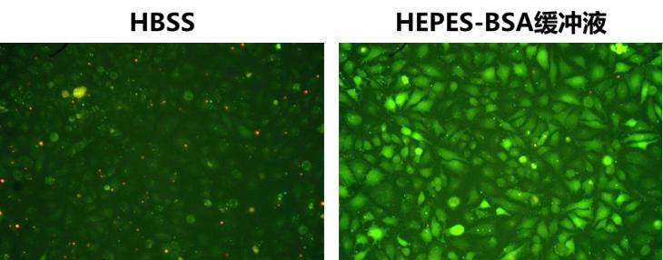 HEPES-BSA缓冲液(1×,含钙镁) – 美仑生物