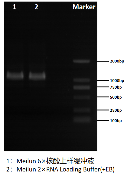 2× RNA Loading Buffer(+EB) – 美仑生物