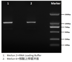 2× RNA Loading Buffer – 美仑生物