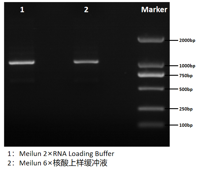 2× RNA Loading Buffer – 美仑生物