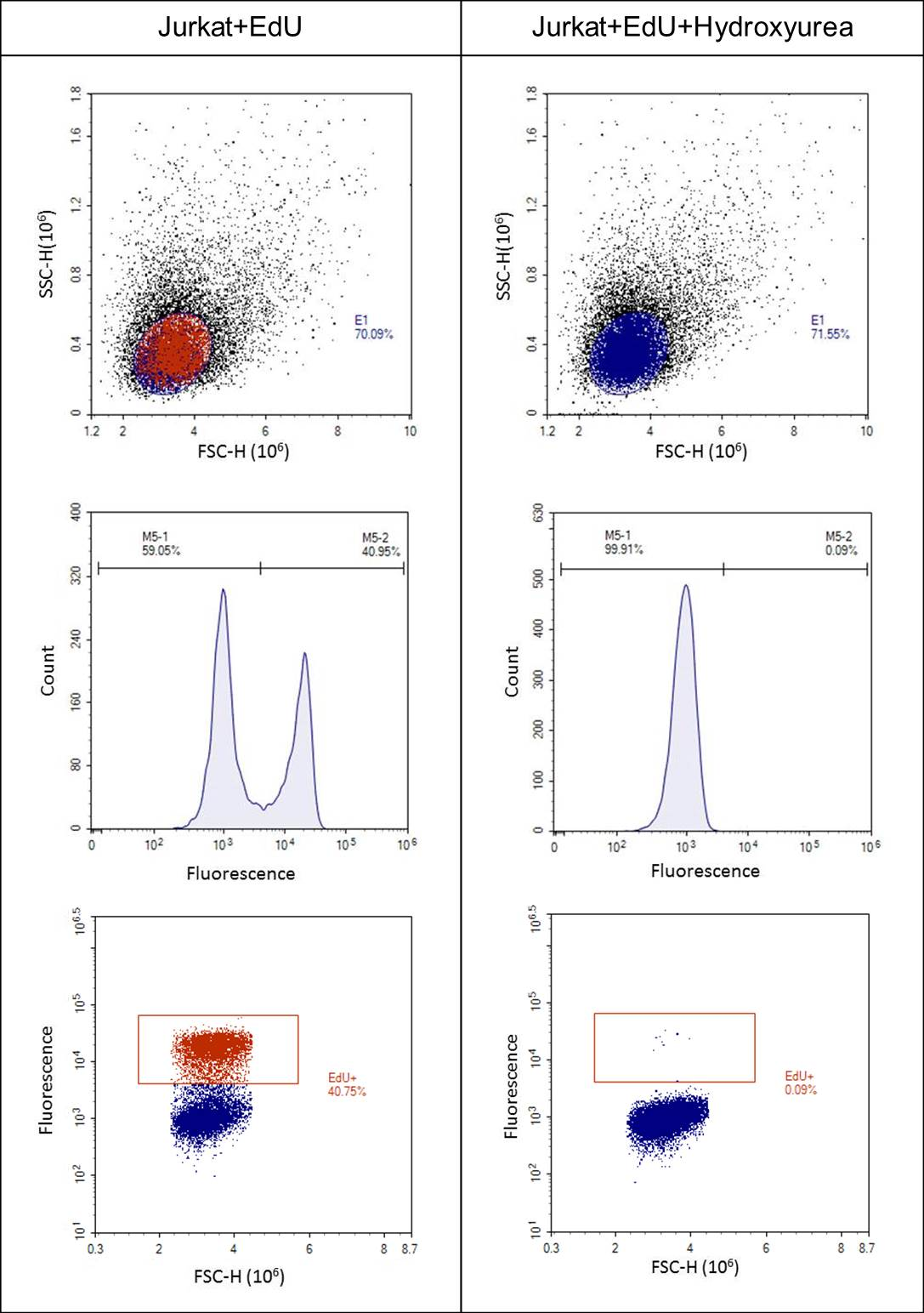EdU-594细胞增殖检测试剂盒(适用于FACS、FM) – 美仑生物
