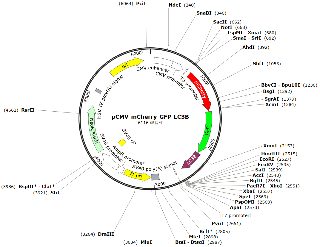 pCMV-mCherry-GFP-LC3B基因表达质粒 – 美仑生物