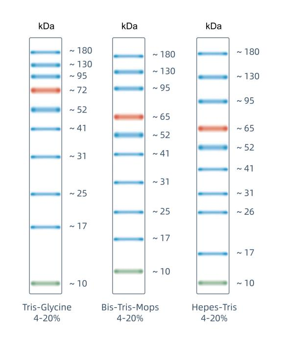预染蛋白分子量标准marker(10-180KD) – 美仑生物