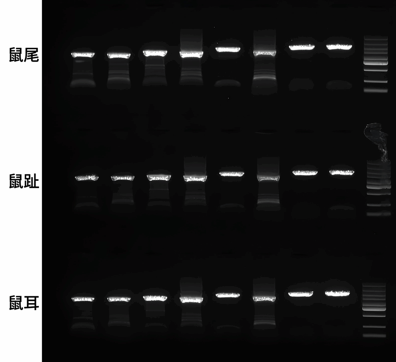 One Step Mouse Tissue Direct PCR Kit（一步法小鼠组织直接扩增试剂盒） – 美仑生物